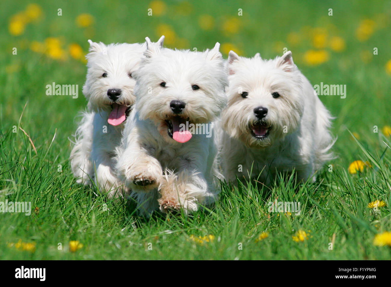 Adults animal hi-res stock photography and images - Alamy