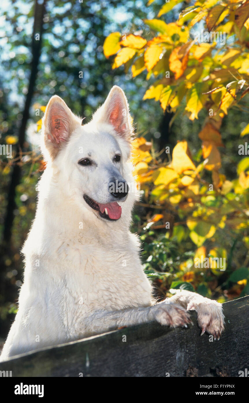 Berger Blanc Suisse White Swiss Shepherd Dog Adult looking fence ...
