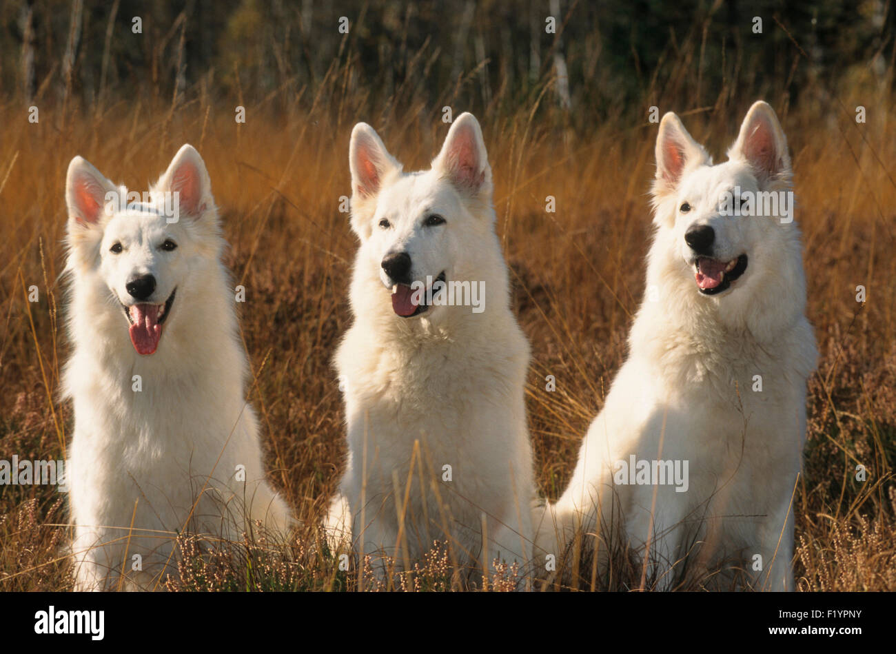 Berger Blanc Suisse White Swiss Shepherd Dog Three adults sitting reed ...