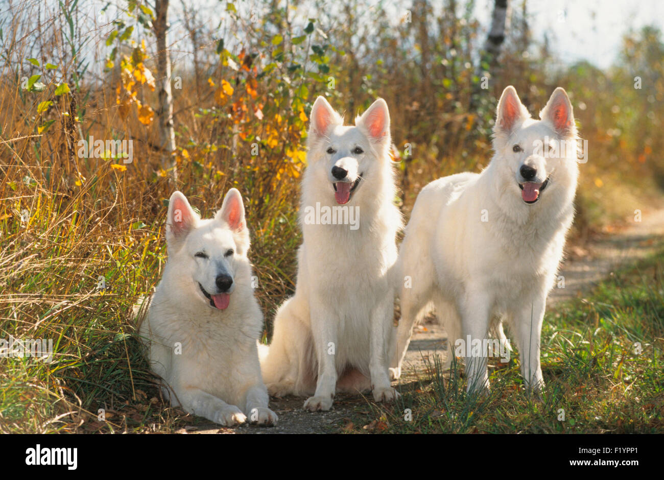 Berger Blanc Suisse White Swiss Shepherd Dog Three adults sitting path ...