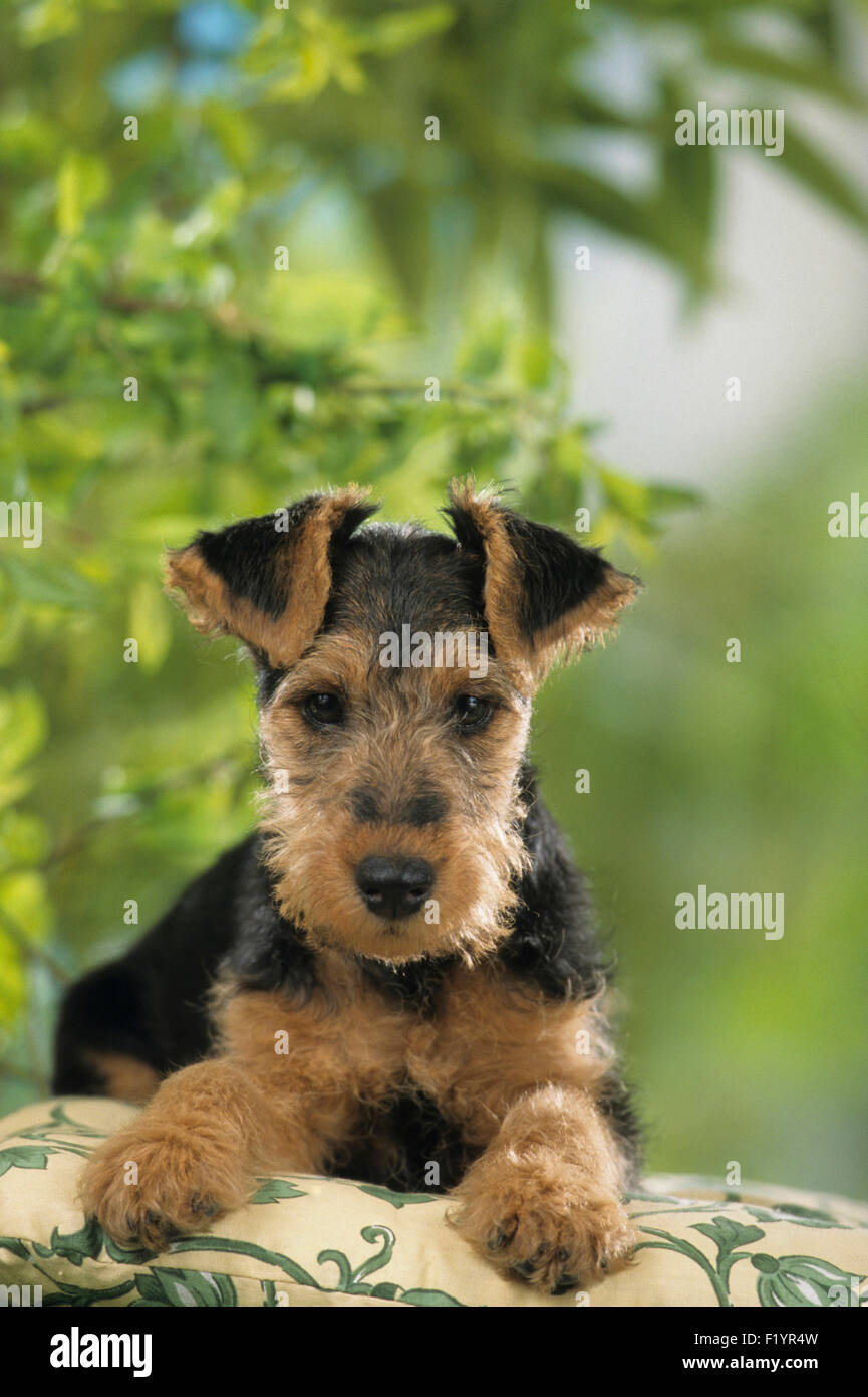 White Welsh Terrier