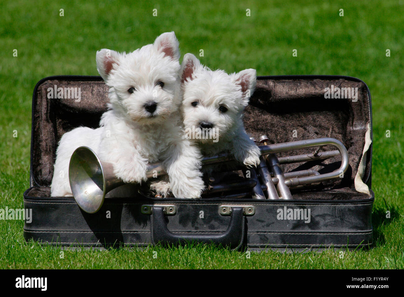 Westie hi-res stock photography and images - Alamy