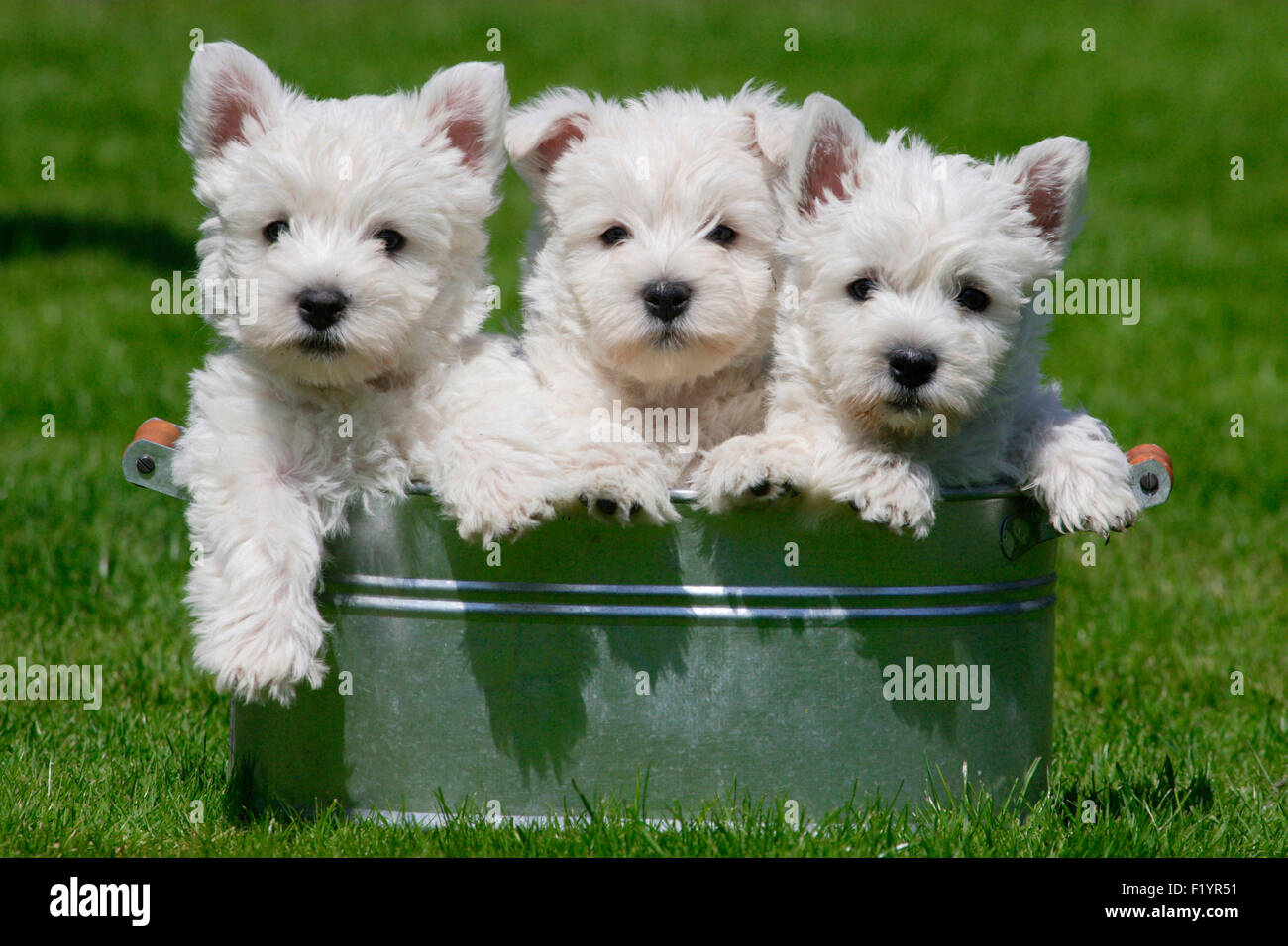 West Highland Terrier, Westie. Three puppies in tin container lon a awn ...
