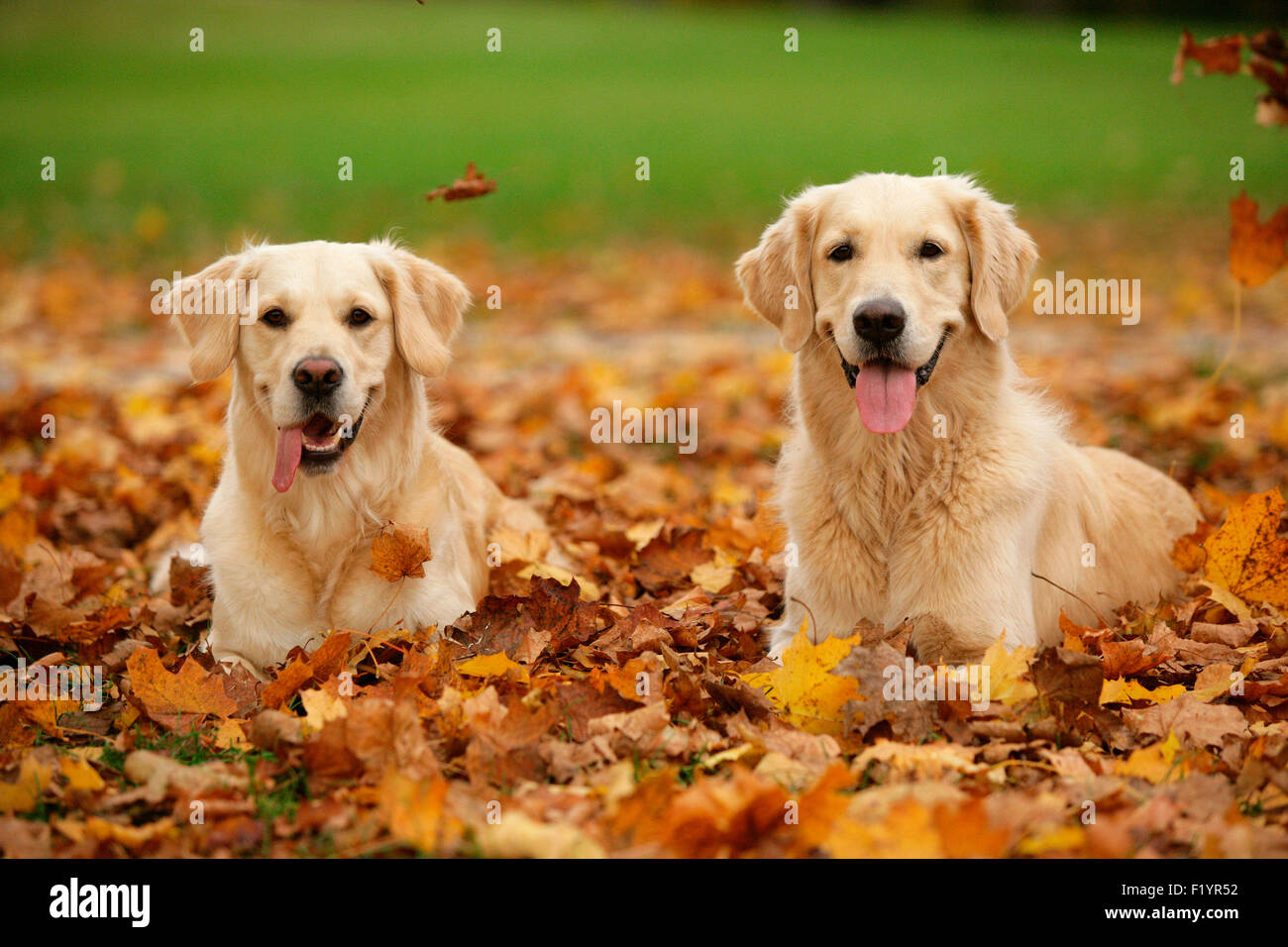 Adult golden retriever hi-res stock photography and images - Alamy
