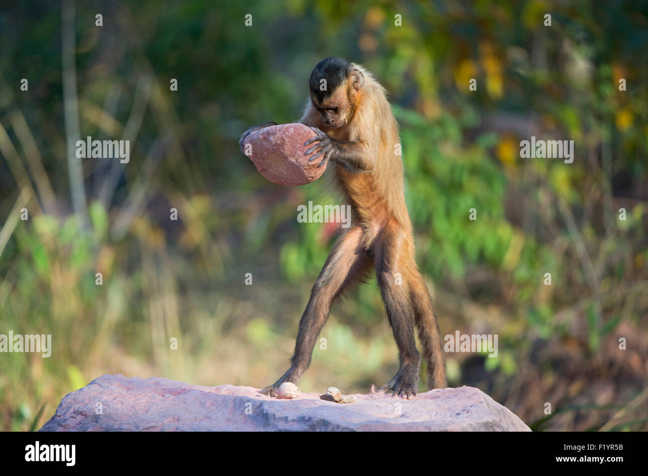 Animal behaviour monkey tool hi-res stock photography and images - Alamy
