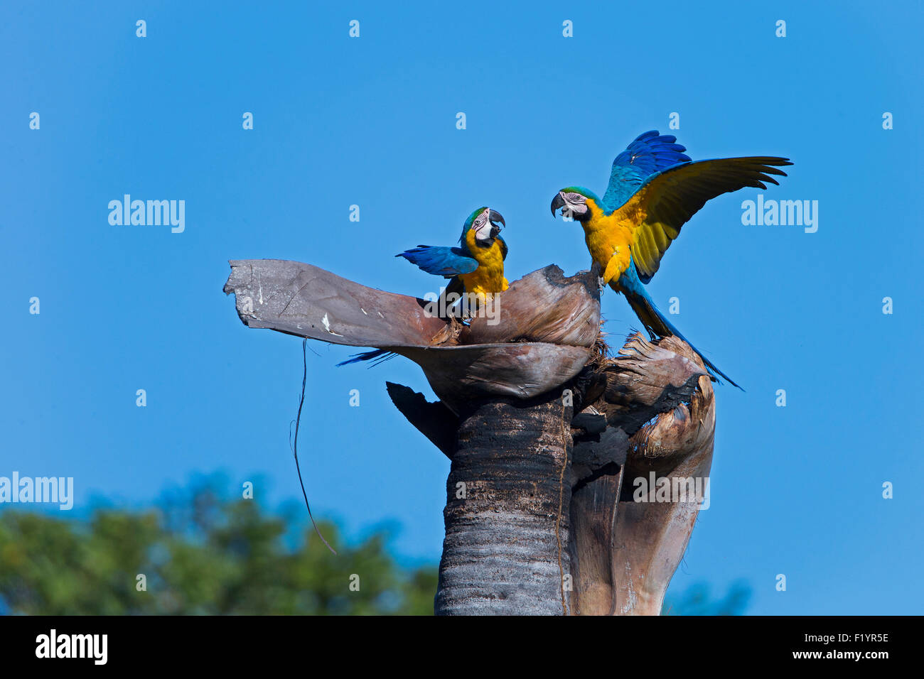 Blue-and-Yellow Macaw Blue-and-gold Macaw (Ara ararauna) Couple at nest dead palm tree Piaui ...