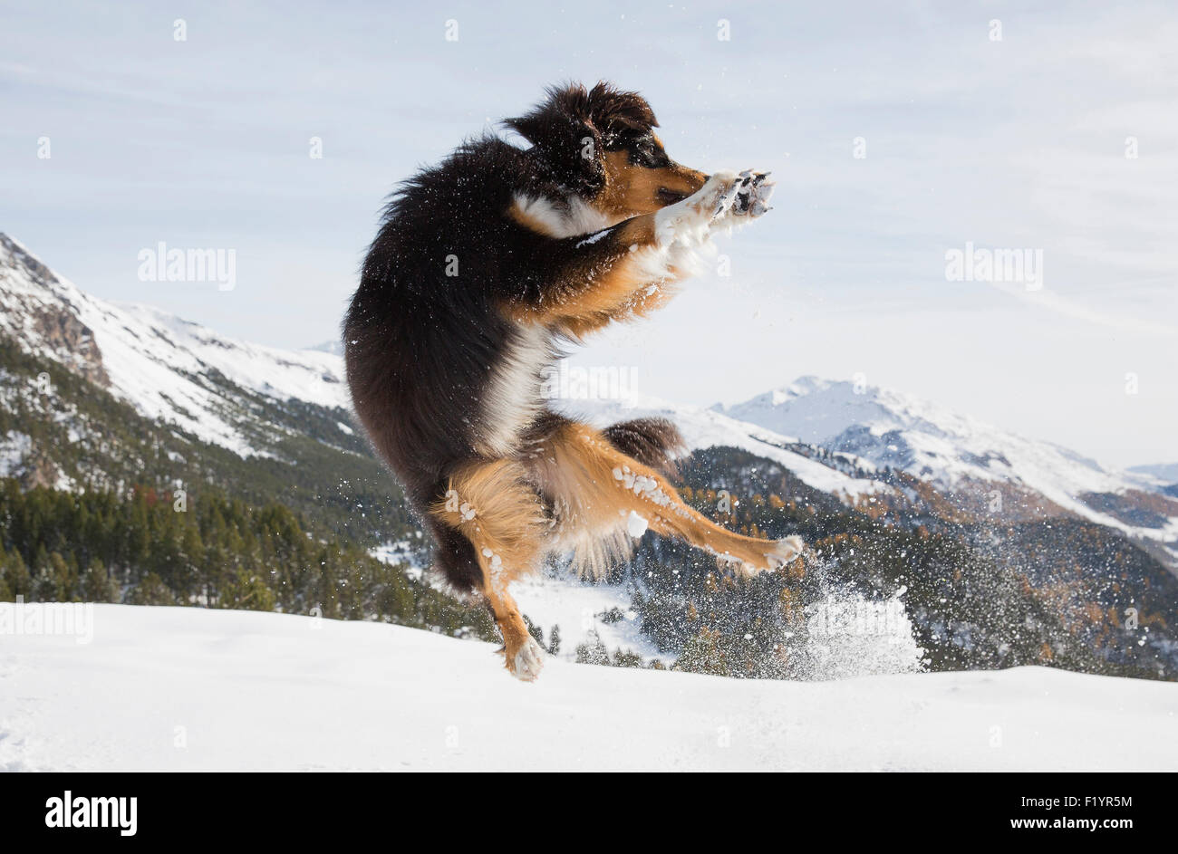 Leaping australian shepherd hi-res stock photography and images - Alamy