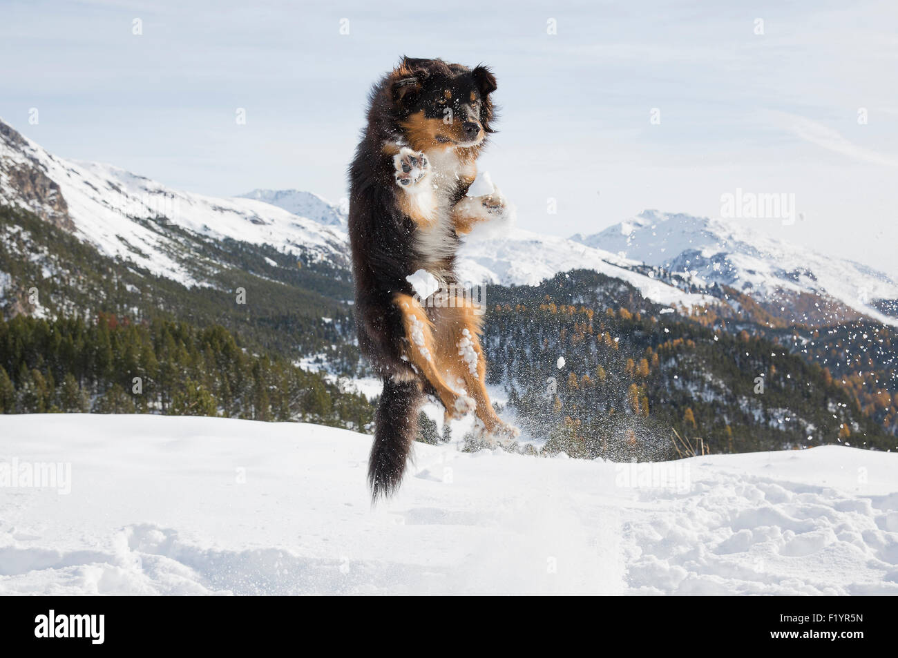 Australian alps snow hi-res stock photography and images - Alamy