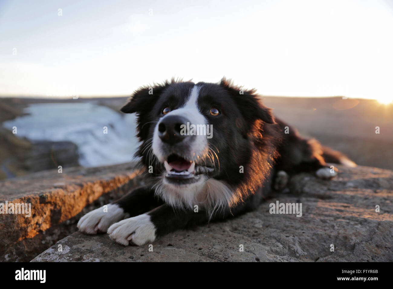 Border collie rock hi-res stock photography and images - Alamy