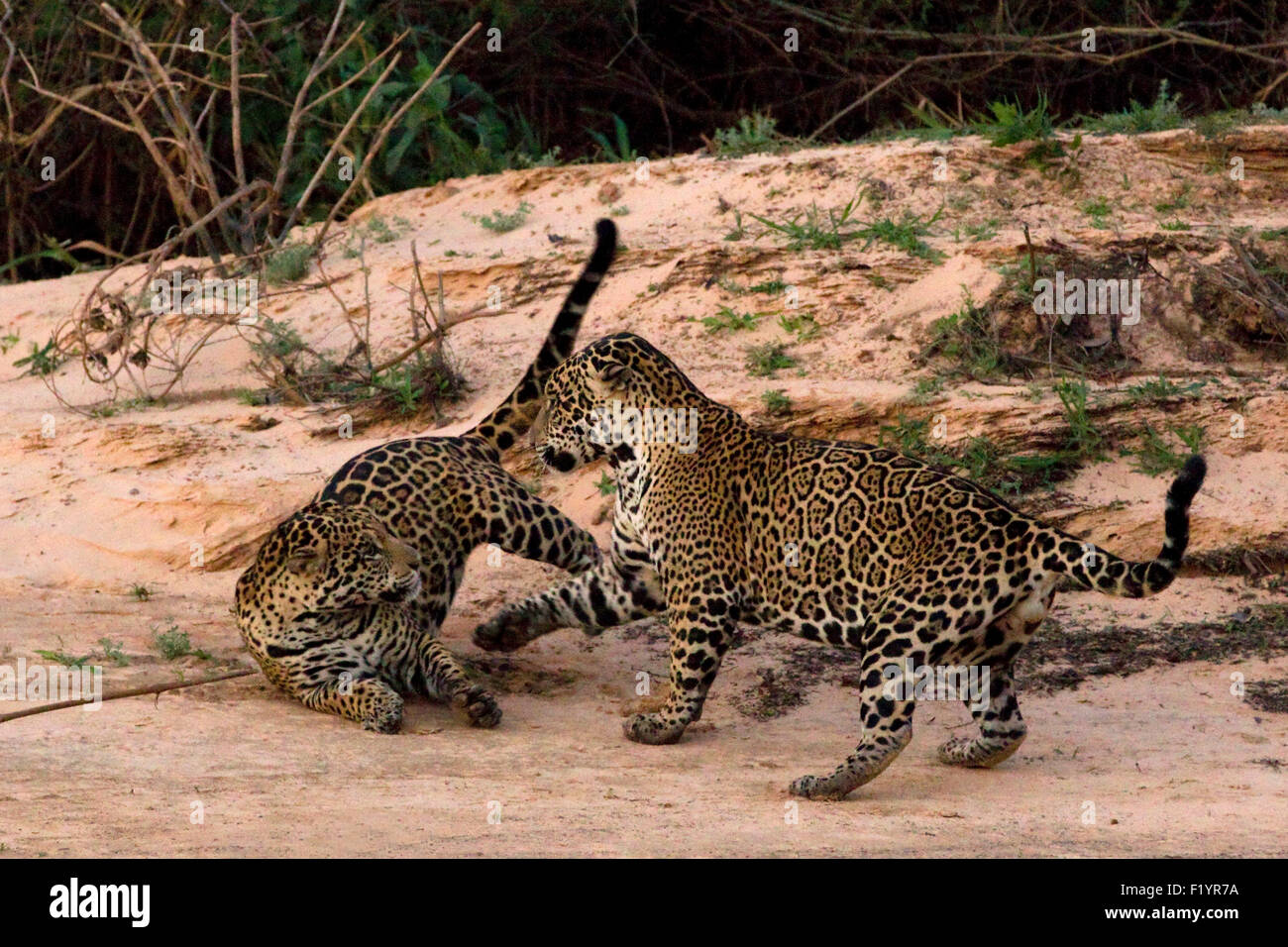 Jaguar (Panthera onca) Couple playfighting riverbank Pantanal Brazil ...