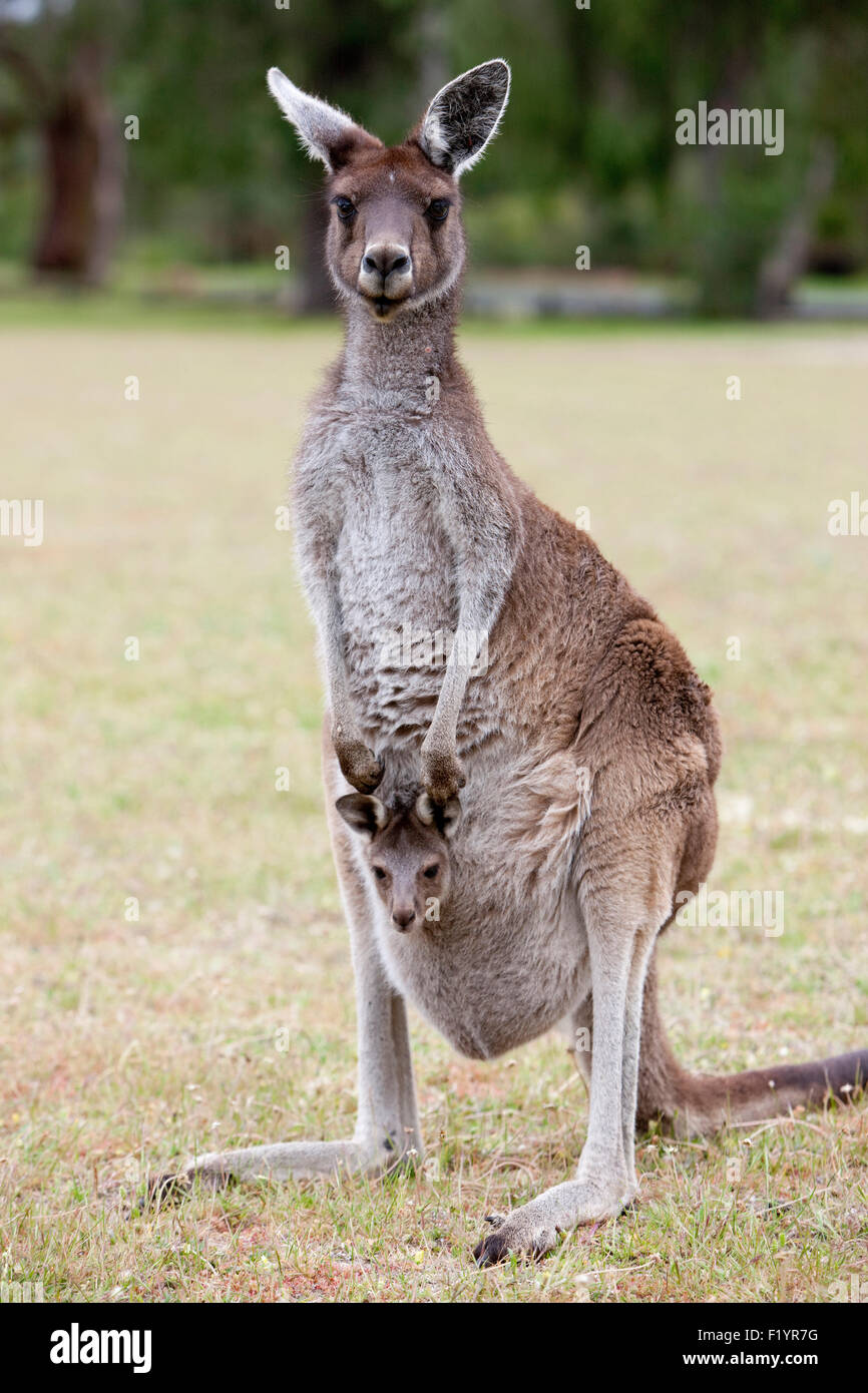 Western Grey Kangaroo (Macropus fuliginosus) Female joey pouch Yanchep ...