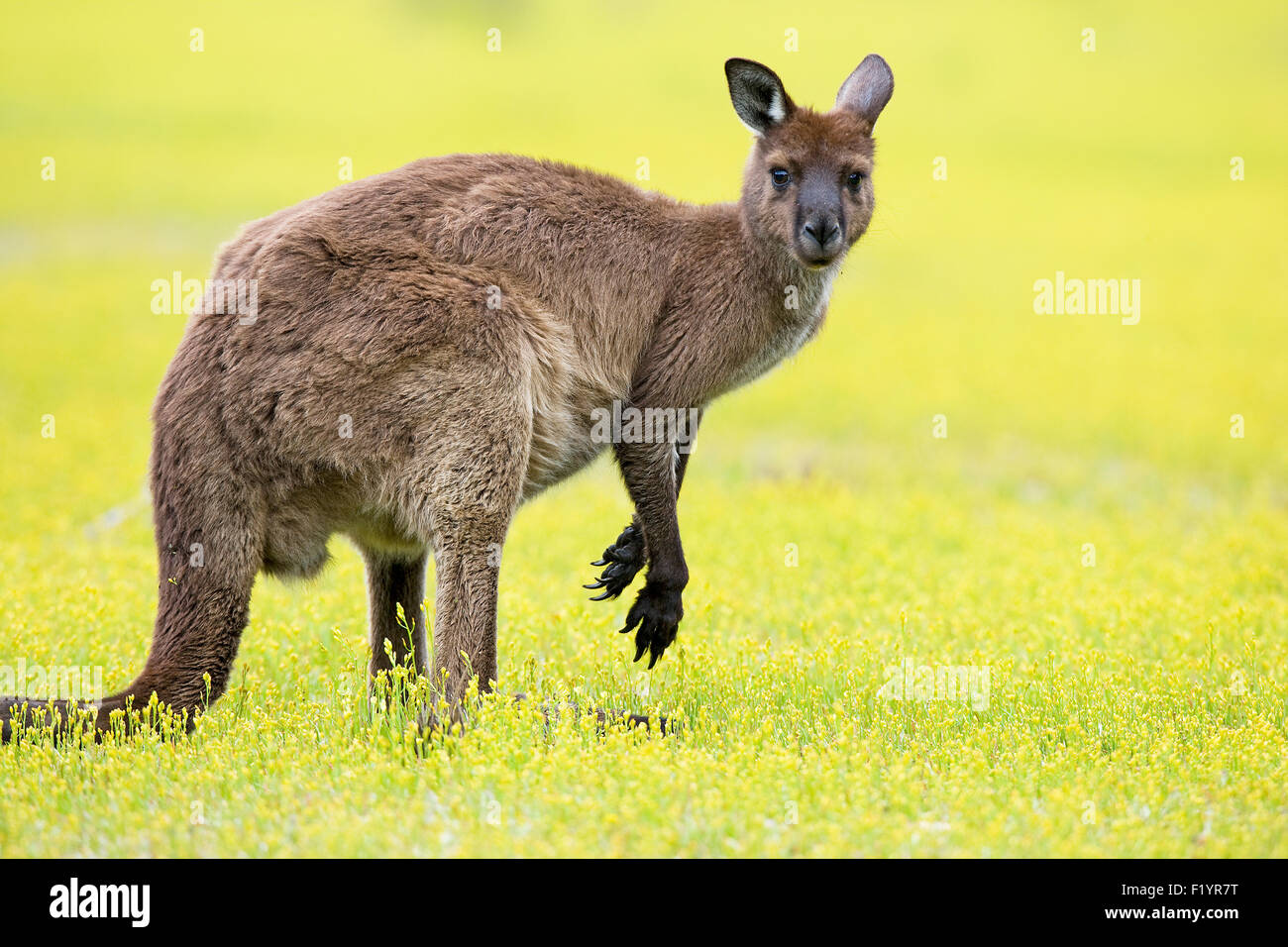 Metatheria hi-res stock photography and images - Alamy
