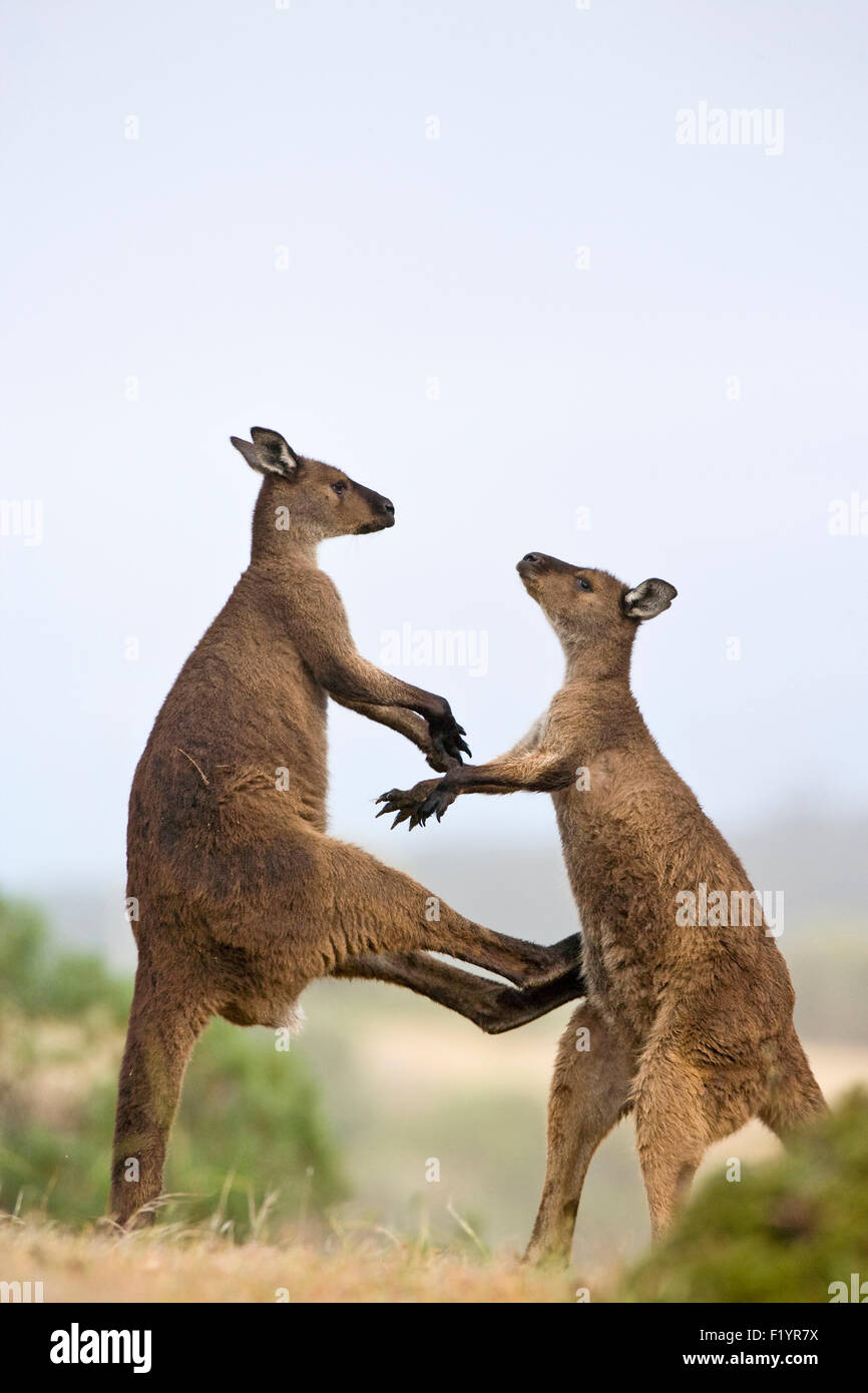 Aggressive kangaroo hi-res stock photography and images - Alamy