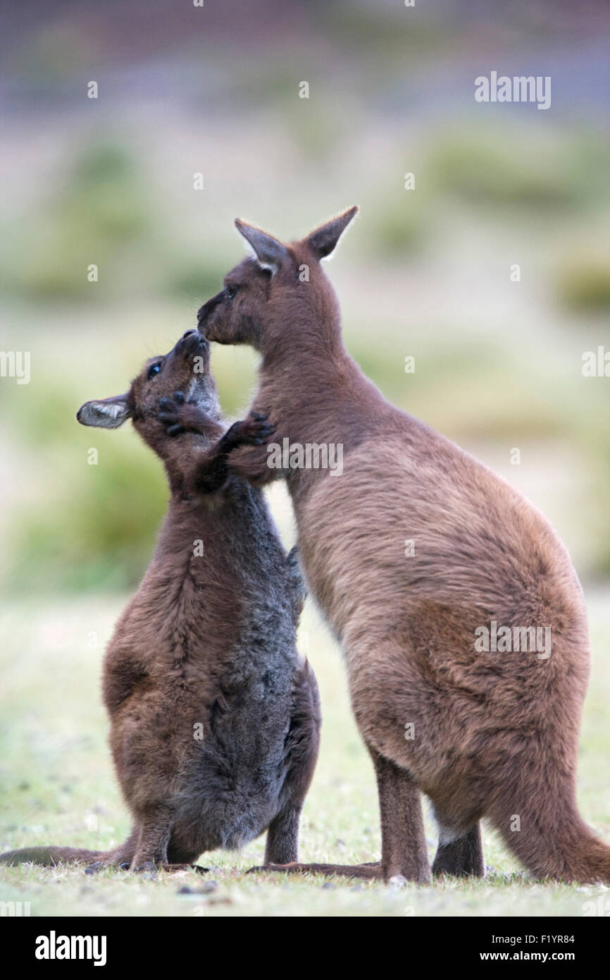 Western Grey Kangaroo (Macropus fuliginosus) Female joey Kangaroo ...