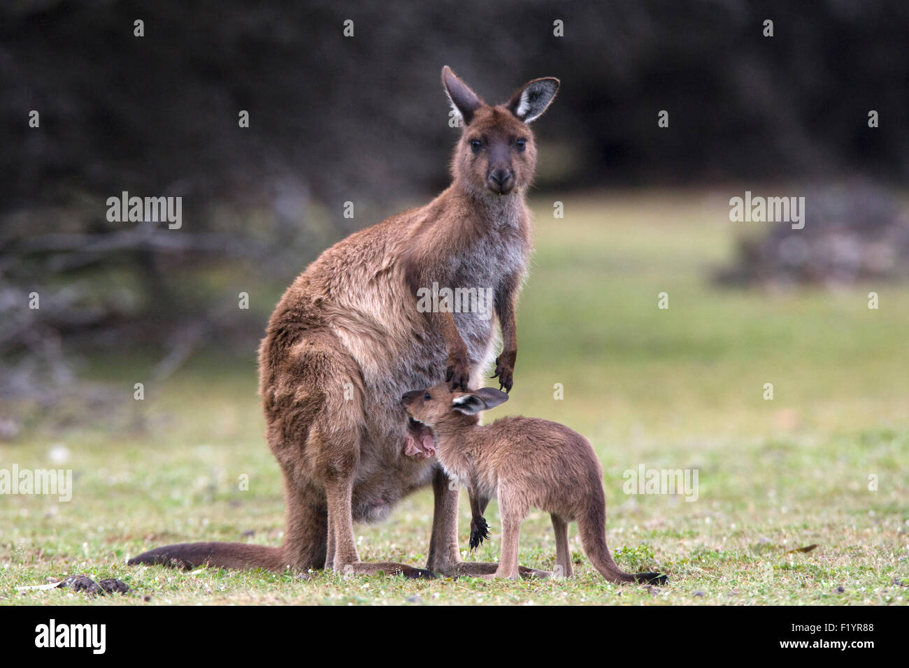 Western Grey Kangaroo (Macropus fuliginosus) Female joey Kangaroo ...