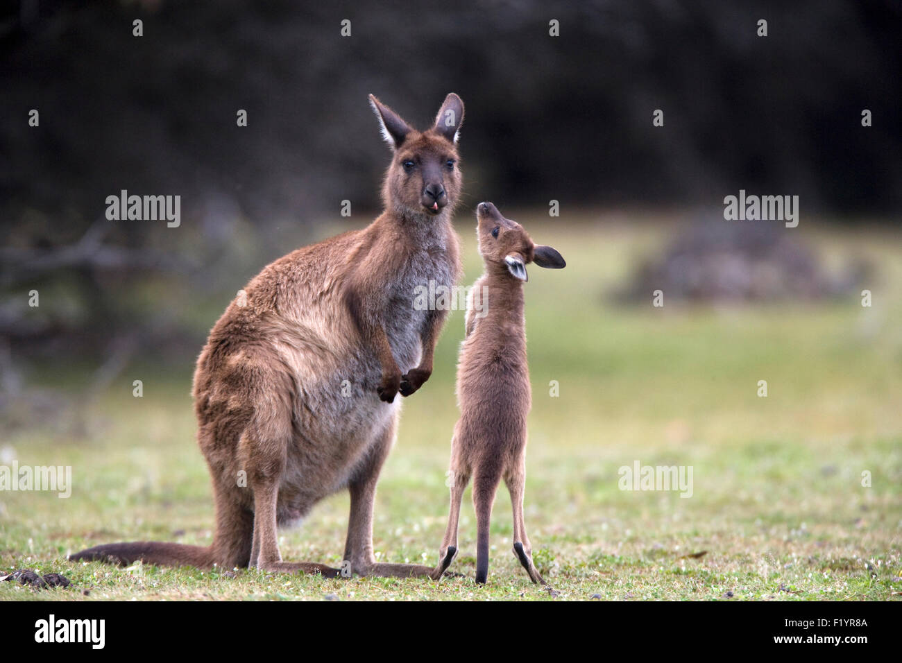 Western Grey Kangaroo (Macropus fuliginosus) Female joey Kangaroo ...