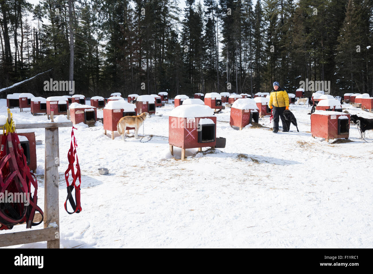 Many red dog houses for huskies kenneled for dog sledding, Ely ...