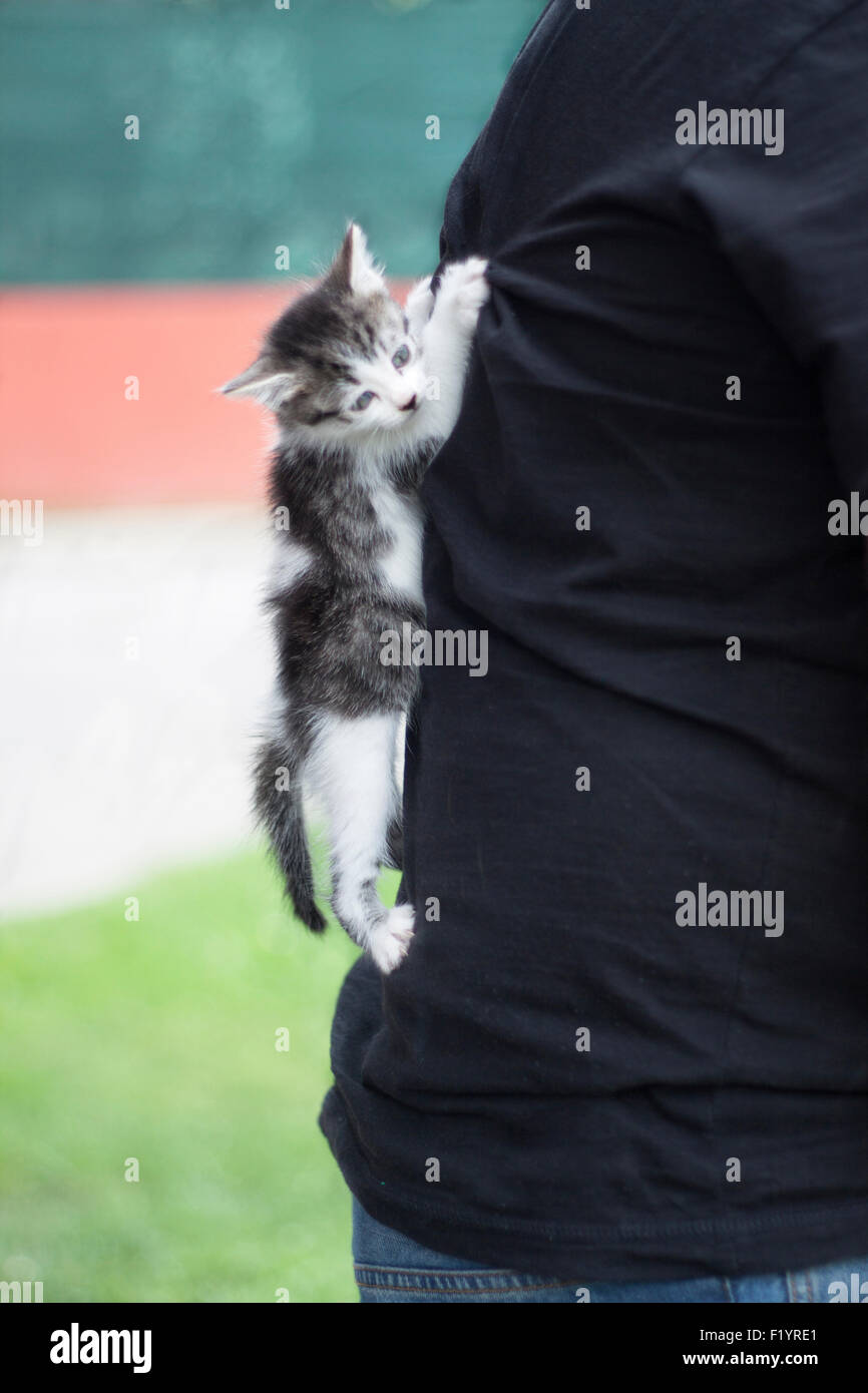a vertical view of a cat clinging to a black t-shirt Stock Photo - Alamy