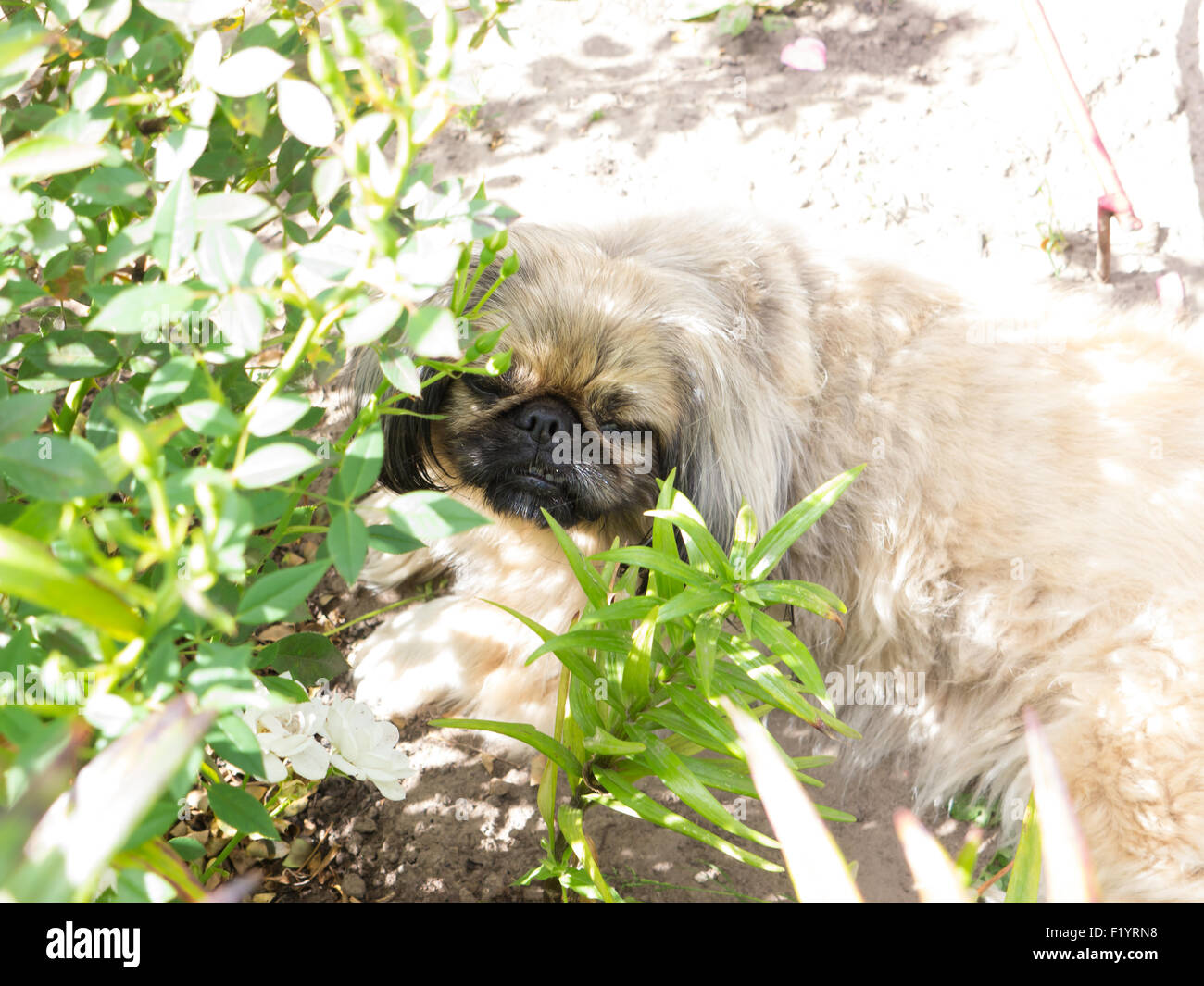 Pekines hi-res stock photography and images - Alamy