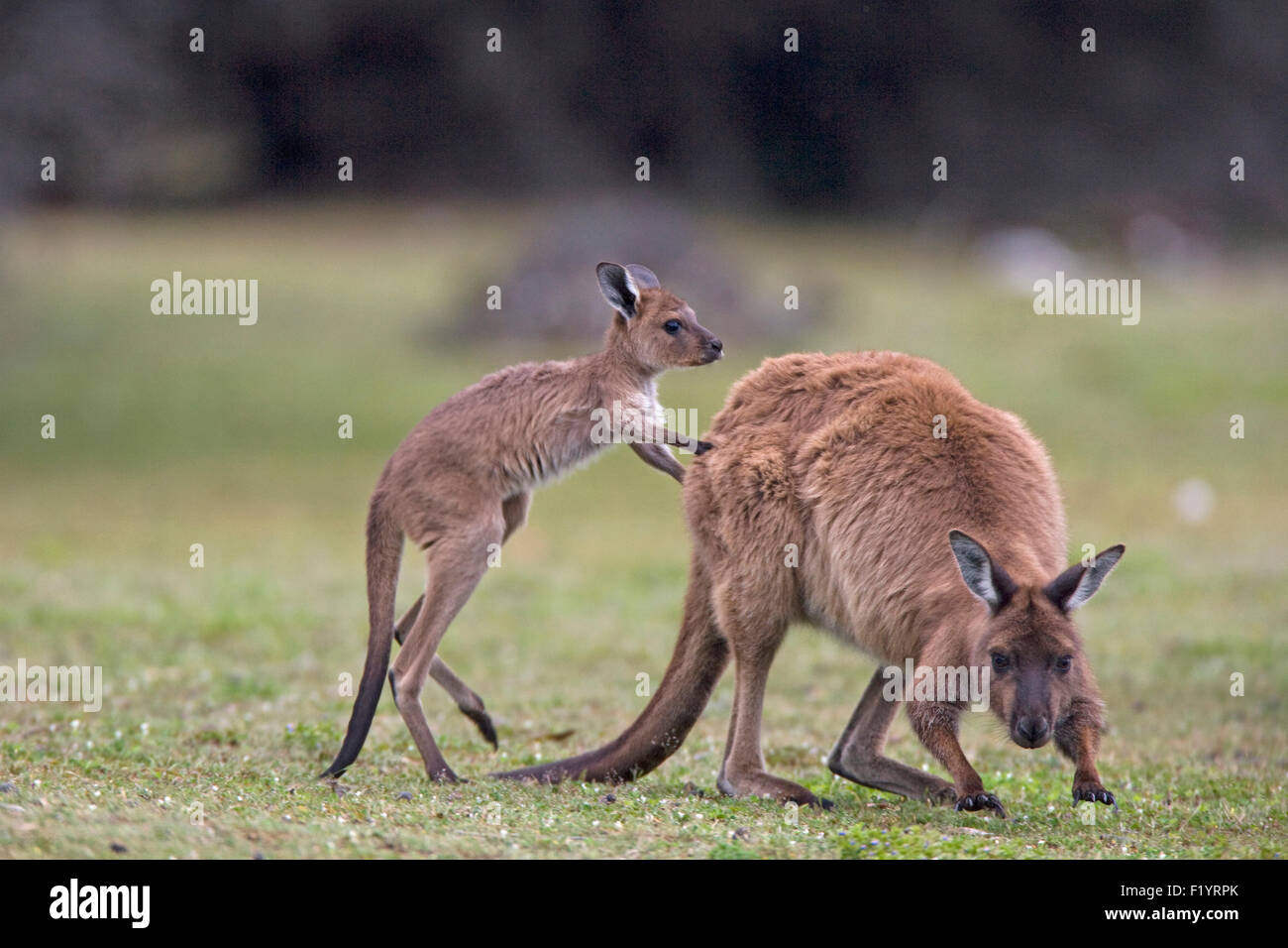 Western Grey Kangaroo (Macropus fuliginosus) Female joey Kangaroo ...