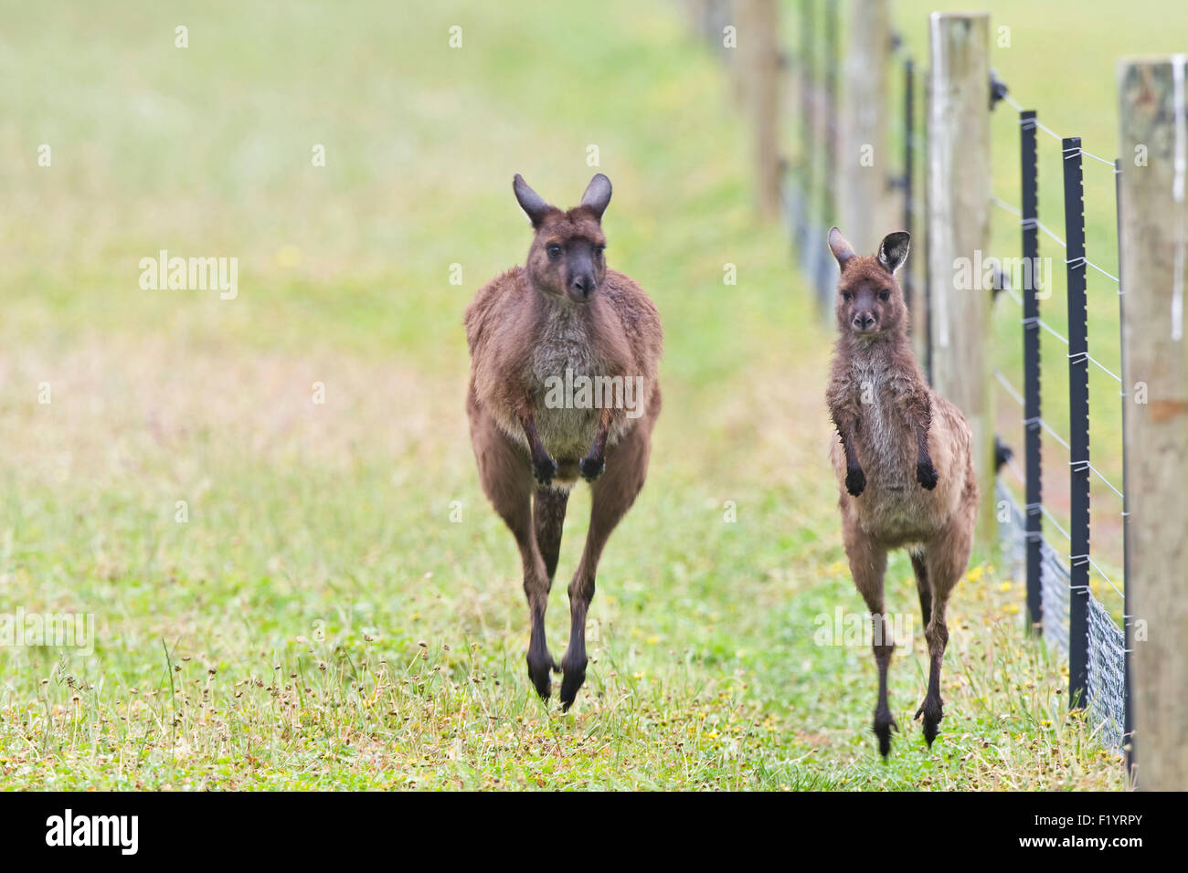 Western Grey Kangaroo (Macropus fuliginosus) Female joey hopping along ...