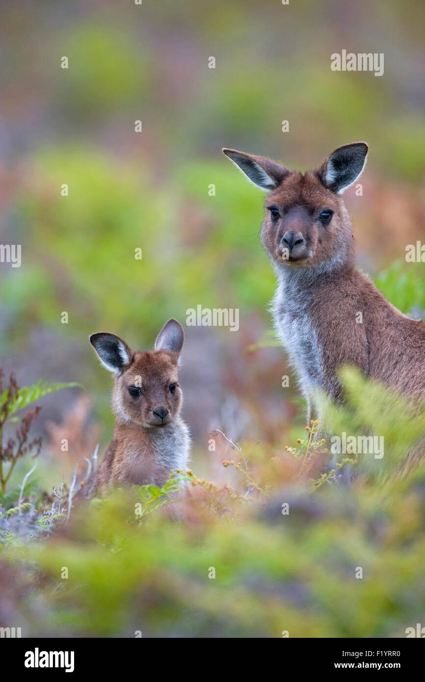 Western Grey Kangaroo (Macropus fuliginosus) Female joey fern Kangaroo ...