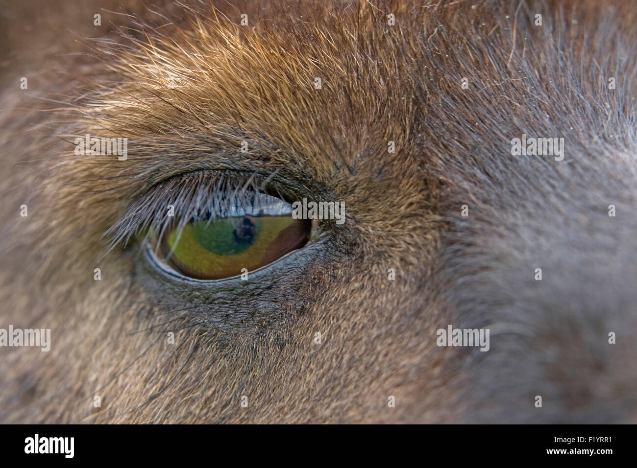 Western Grey Kangaroo (Macropus fuliginosus)Close-up of eye Kangaroo ...