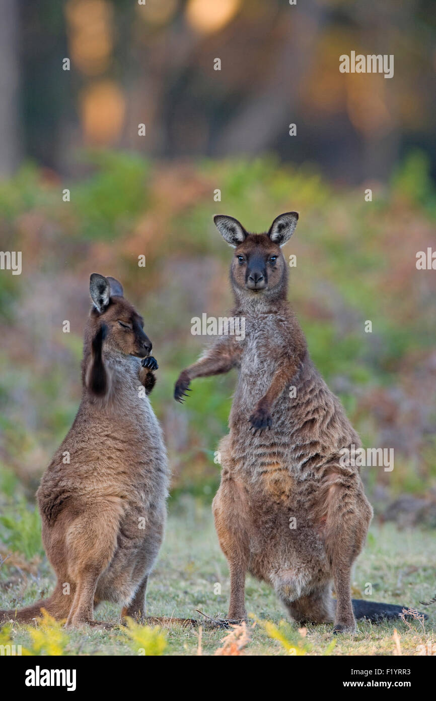 Western Grey Kangaroo (Macropus fuliginosus) Female joey sitting next ...