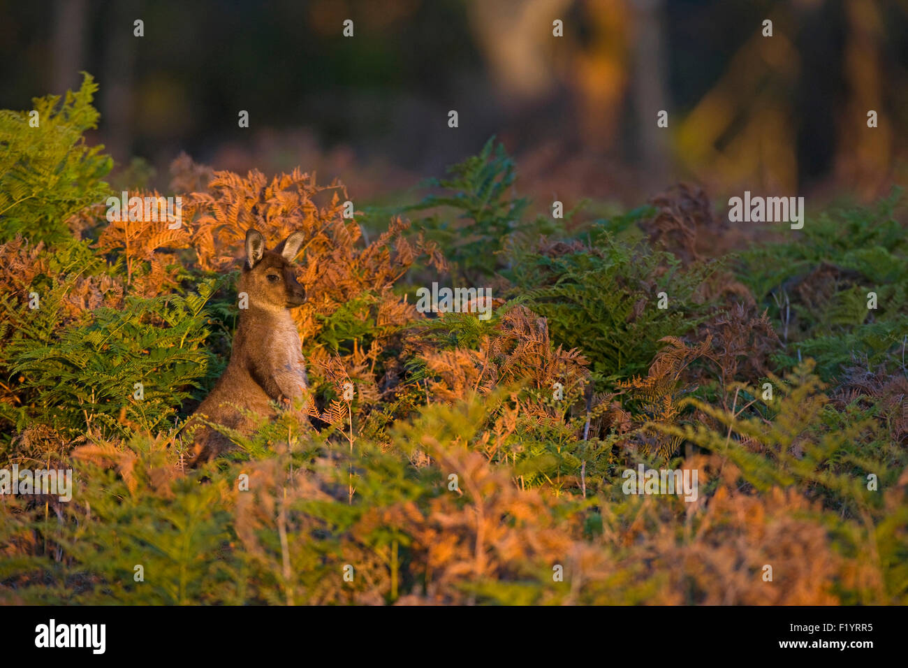 Western Grey Kangaroo (Macropus fuliginosus) Female joey among ferns ...