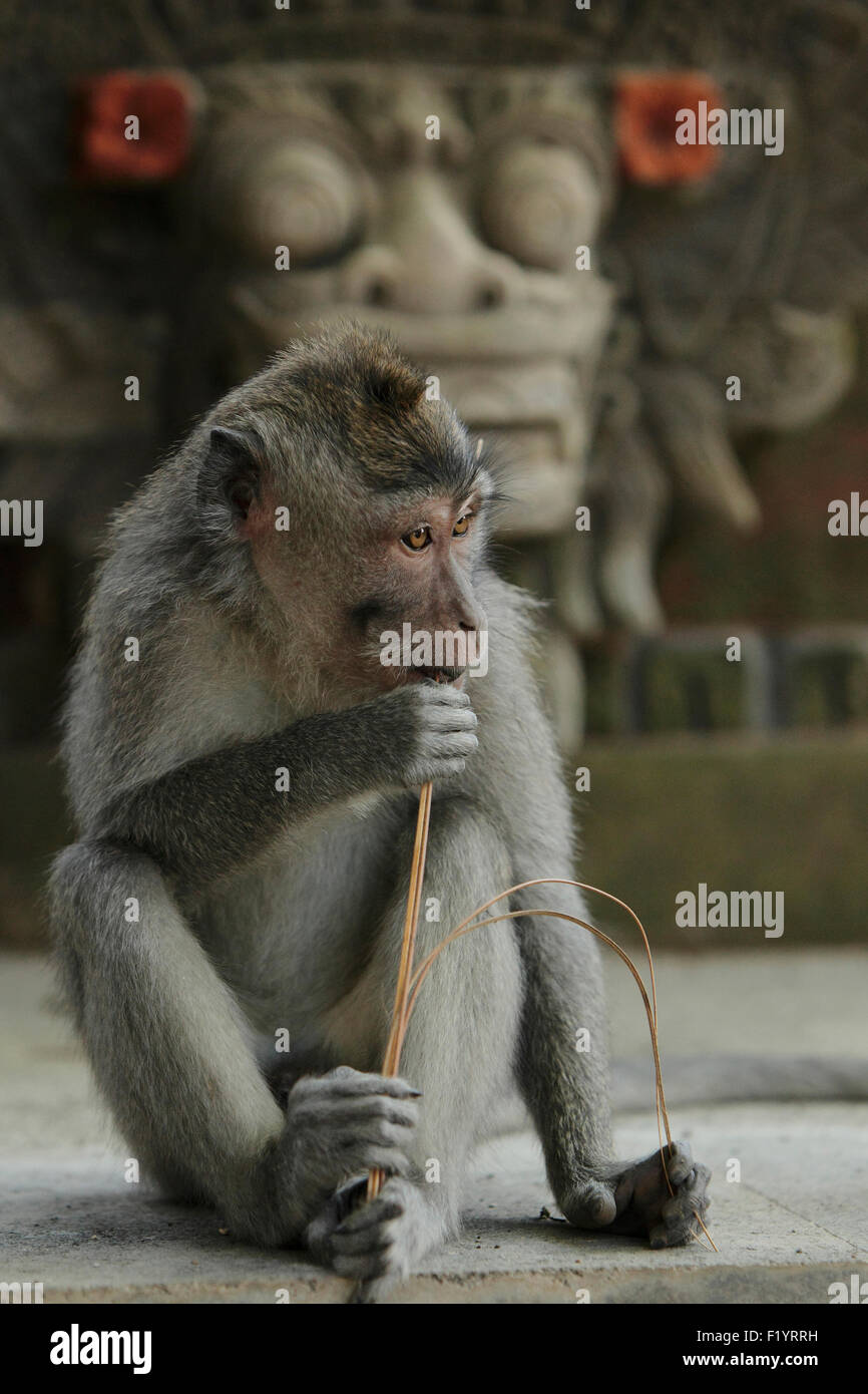 Crab-eating Macaque (Macaca fascicularis) chewing stick Bali Stock ...