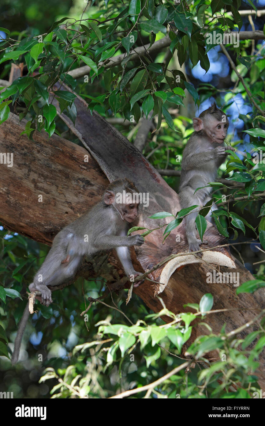 Crab-eating Macaque (Macaca fascicularis) Two young tree Bali Stock ...