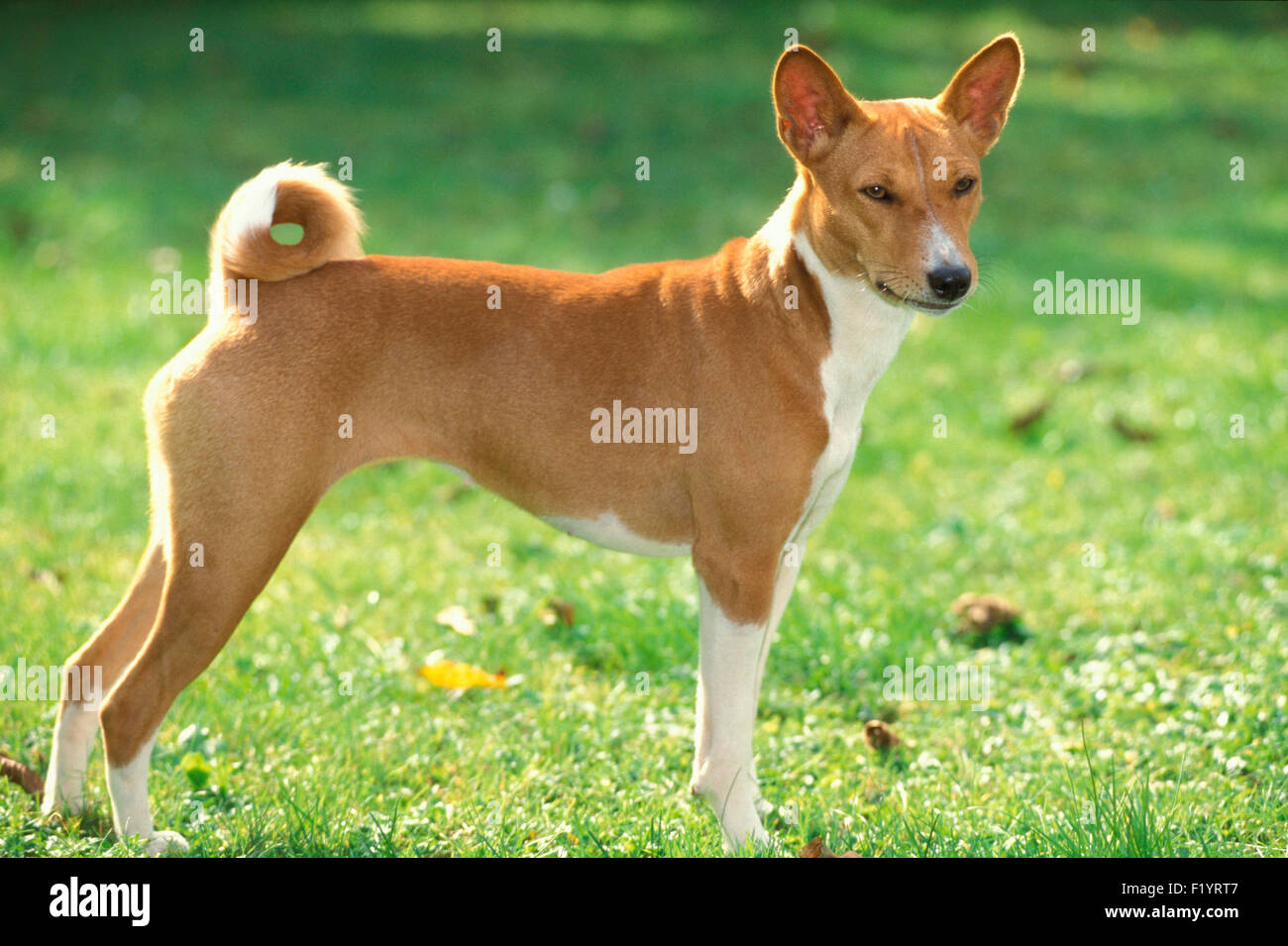 Basenji hi-res stock photography and images - Alamy
