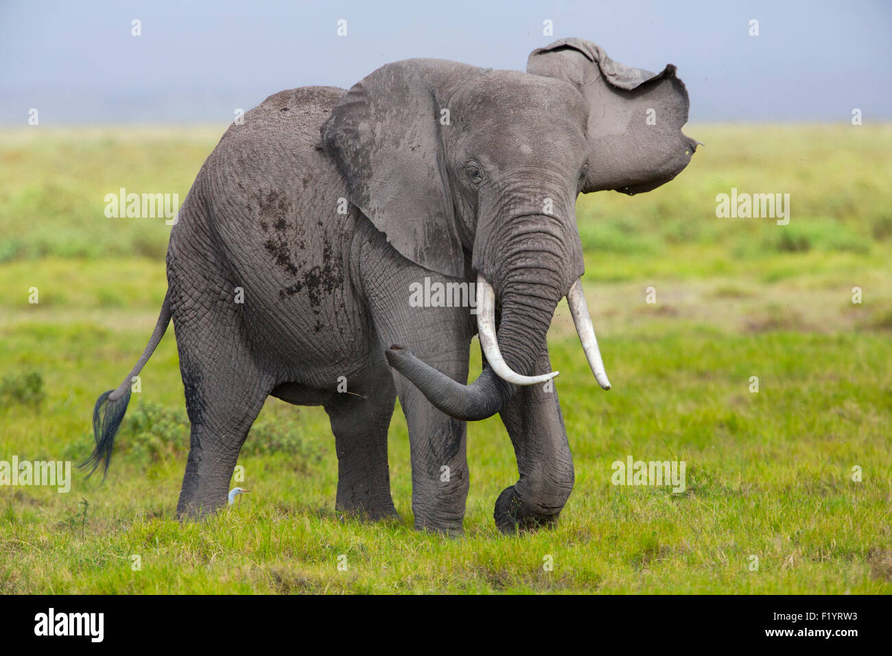 Green grass elephant hi-res stock photography and images - Alamy