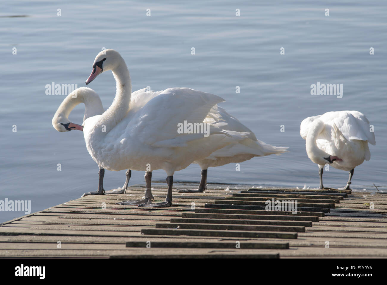 Four swans on the River Thames at Kingston-upon-Thames Stock Photo - Alamy