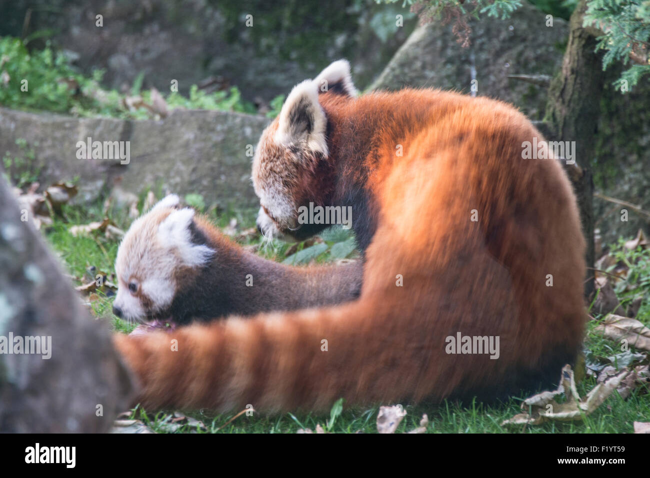 Paradise park cornwall pandas hi-res stock photography and images - Alamy