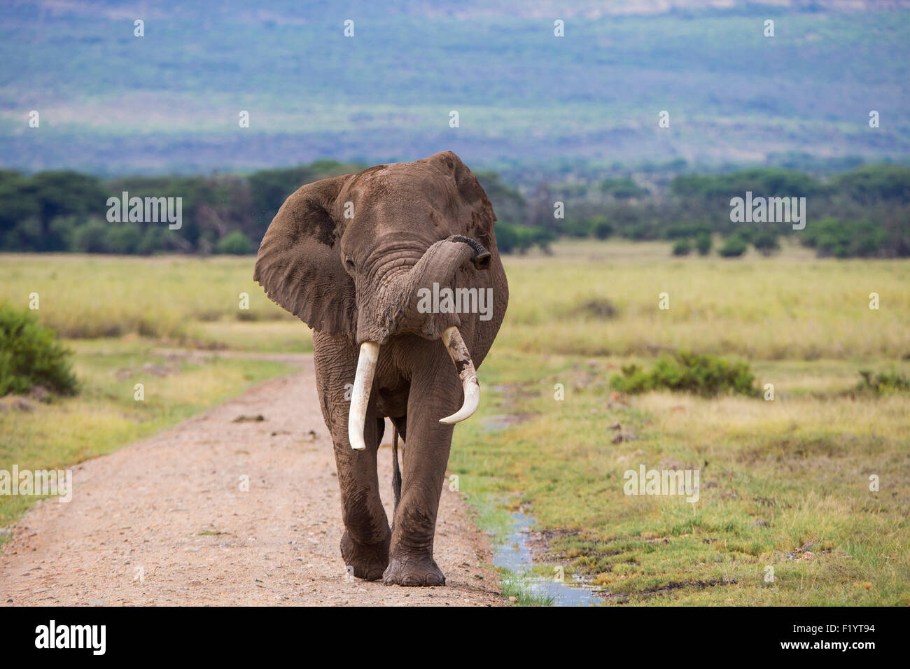 Bull dust hi-res stock photography and images - Alamy