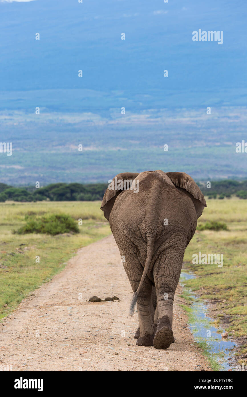 African bull elephant dust hi-res stock photography and images - Alamy