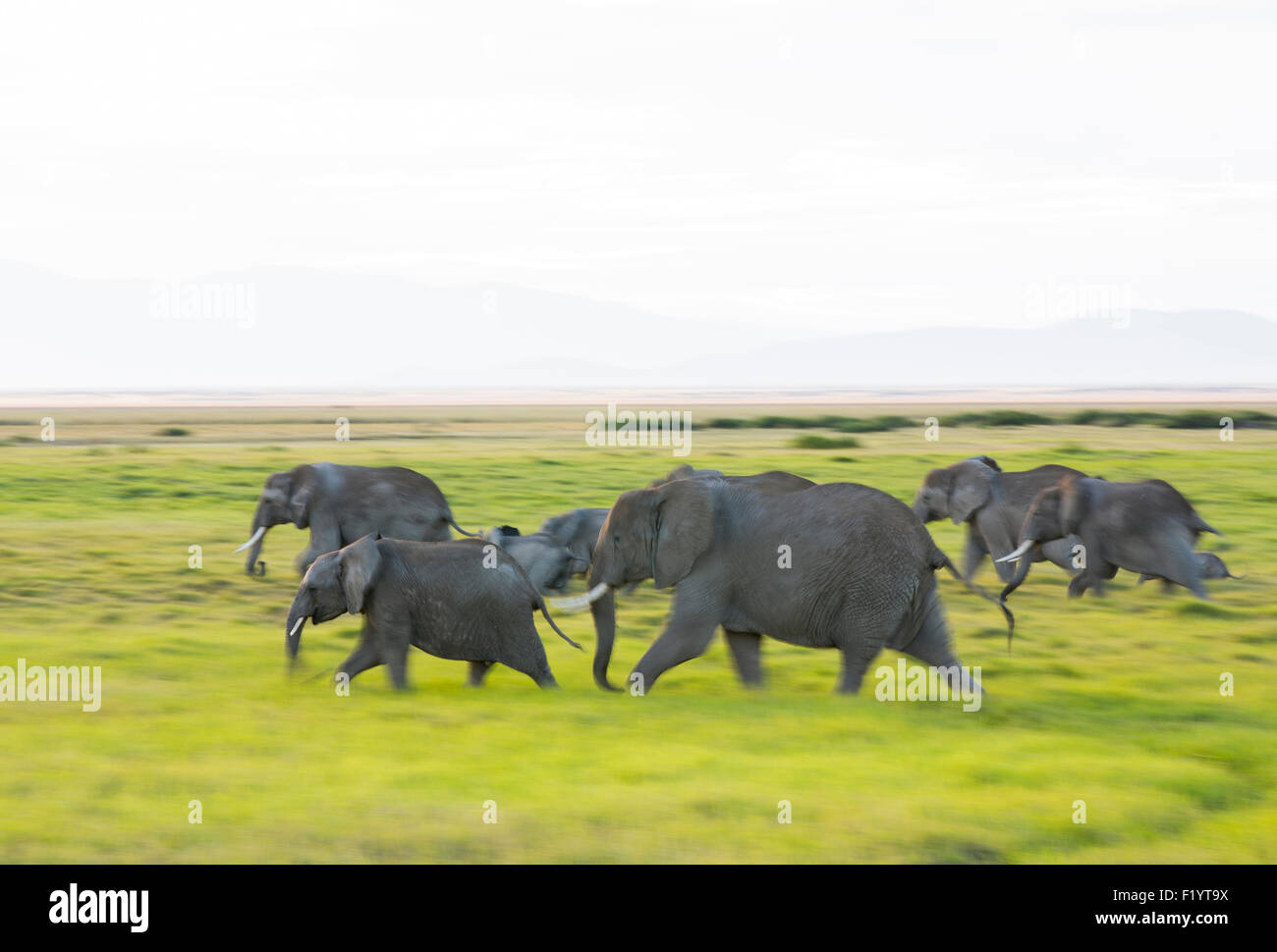 Running elephant hi-res stock photography and images - Alamy