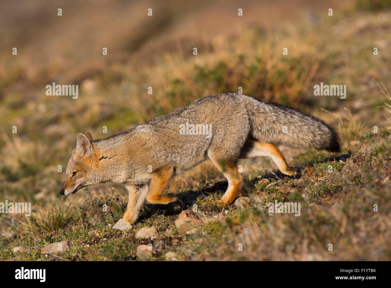 Culpeo (Lycalopex culpaeus) Adult walking Torres del Paine National ...