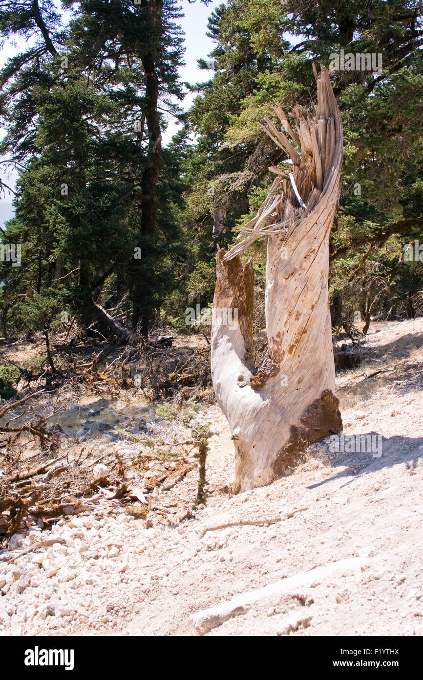 Broken fir tree hi-res stock photography and images - Alamy