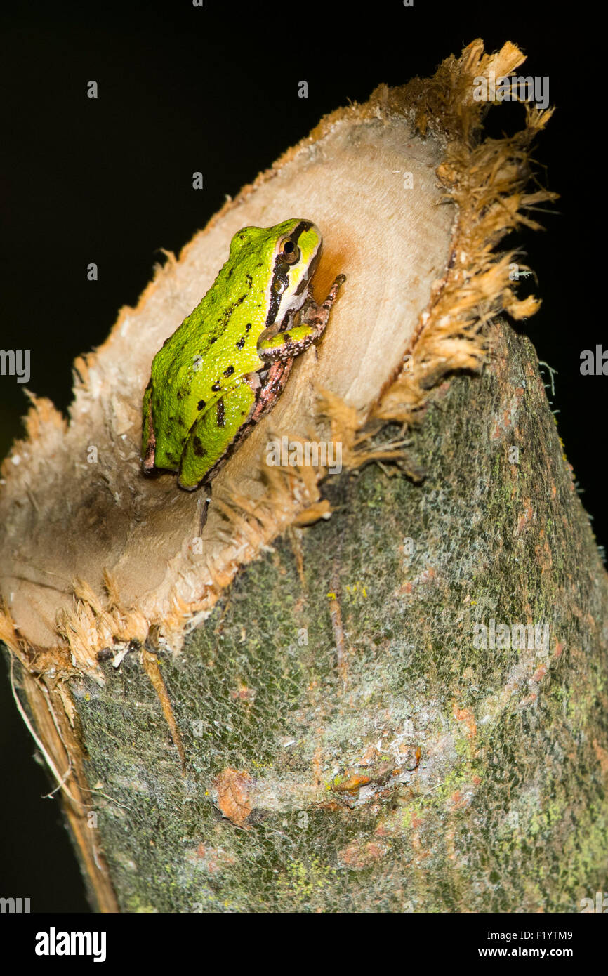 Pacific Tree Frog (Pseudacris regilla) resting on a freshly cut tree ...