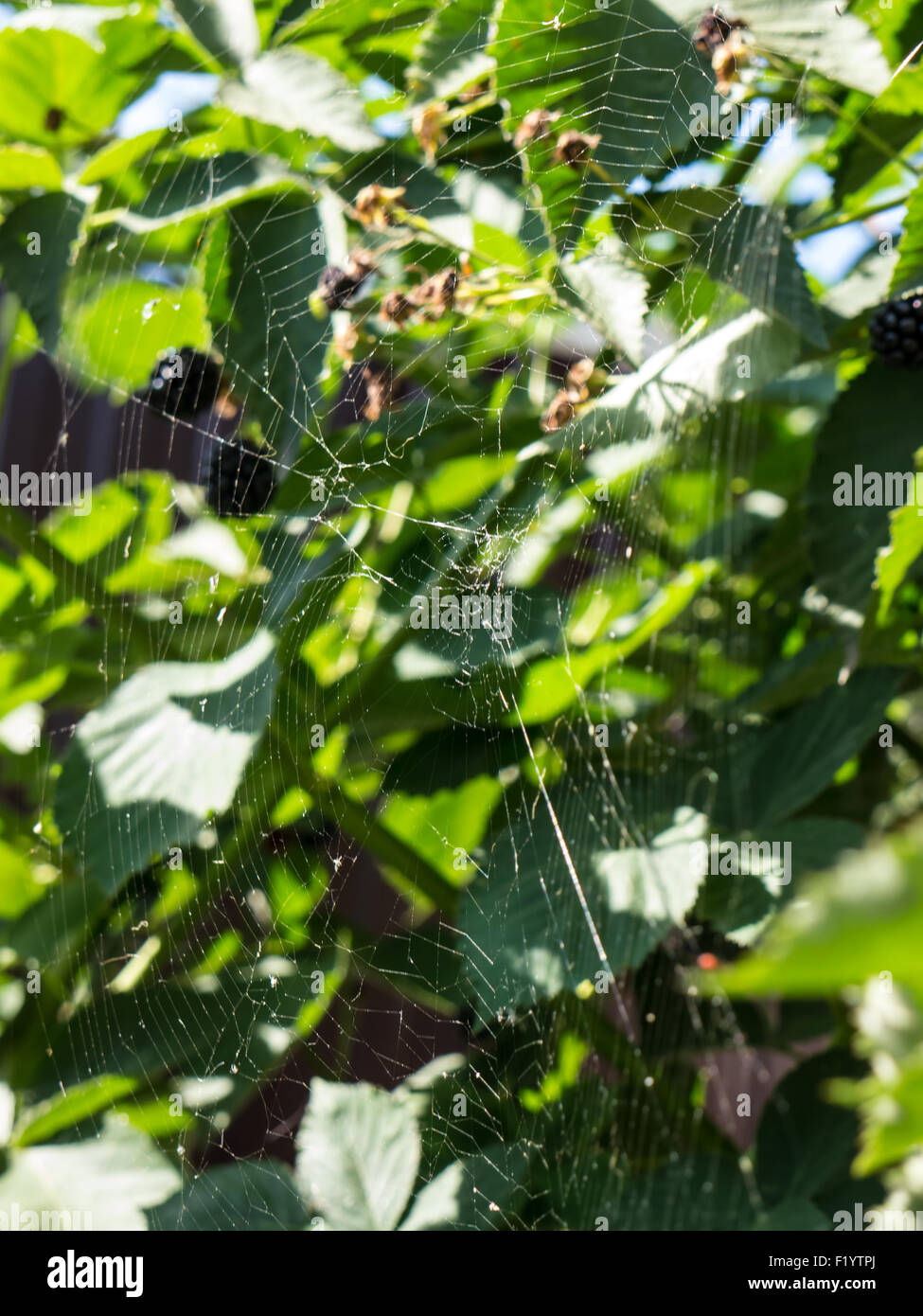 The cobweb on a garden background Stock Photo - Alamy