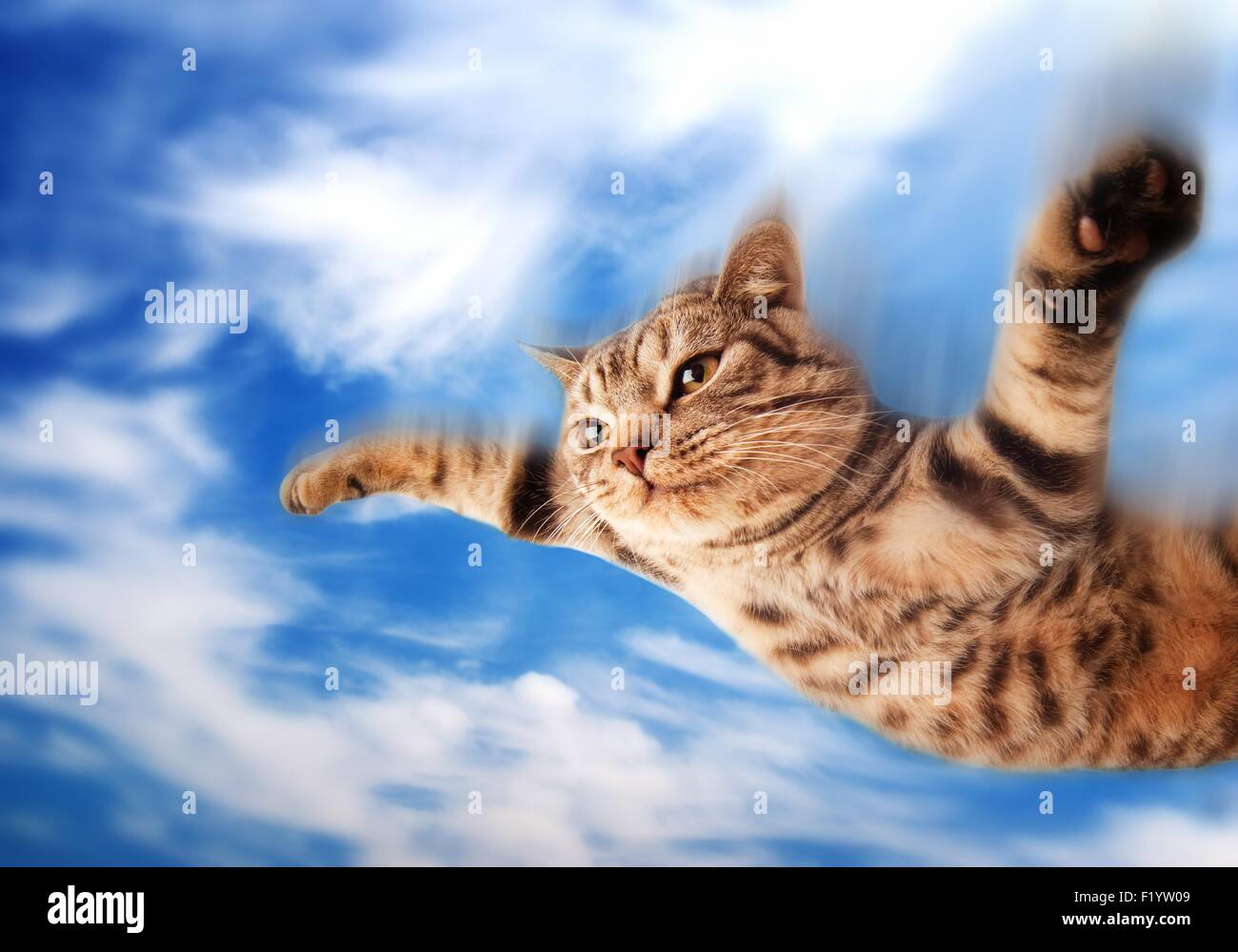 Flying funny kitten Stock Photo - Alamy