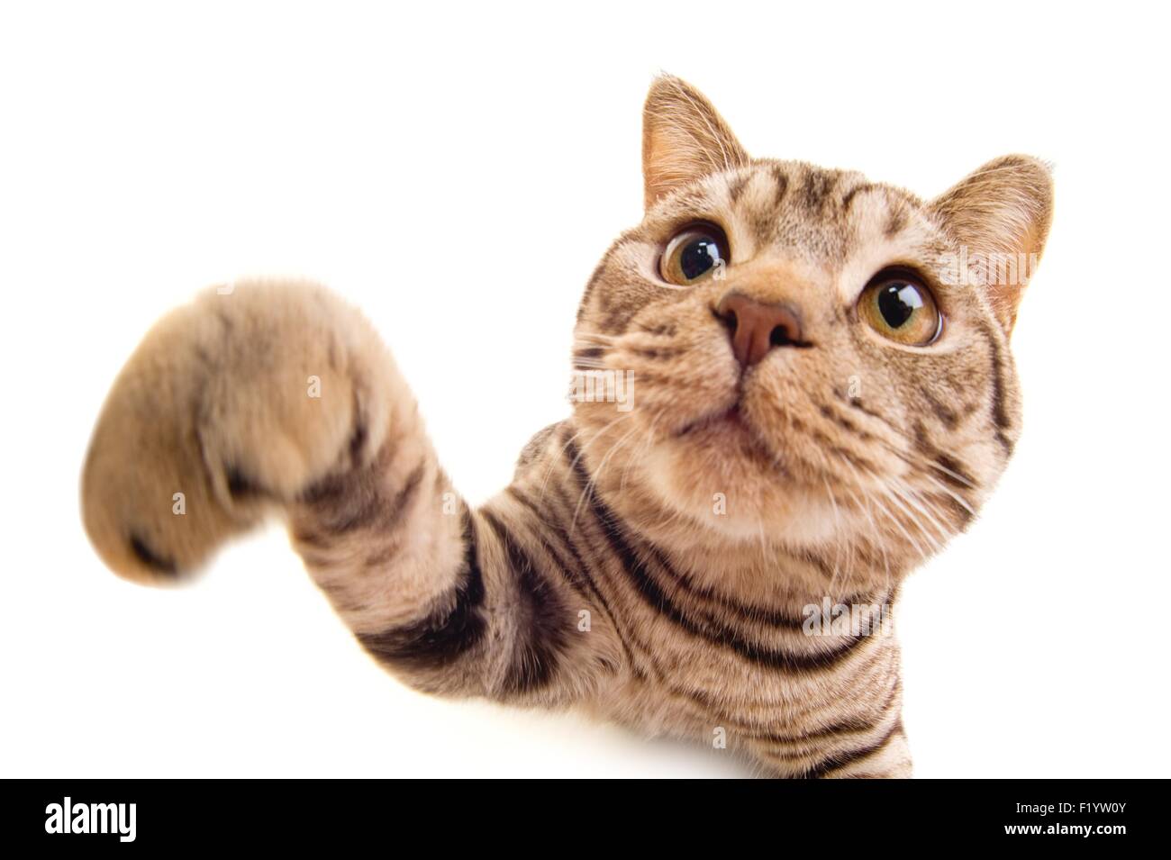 Funny kitten hi-res stock photography and images - Alamy