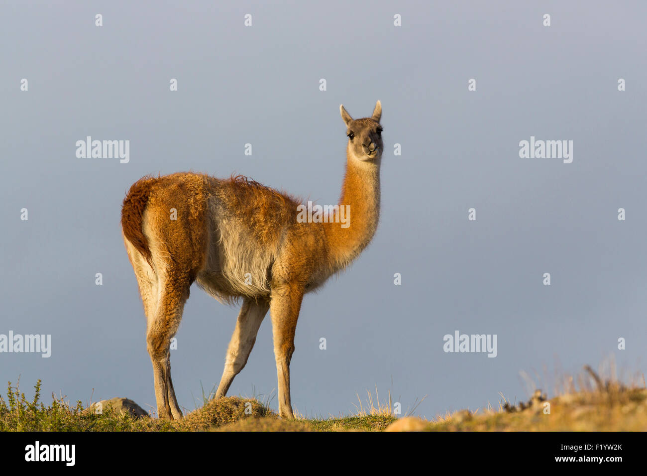 Guanaco (Lama guanicoe) Adult standing seen against sky Torres del ...