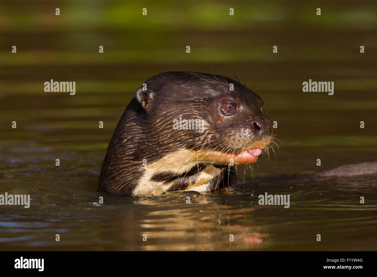 Giant Otter (Pteronura brasiliensis) looking out from water Pantanal ...