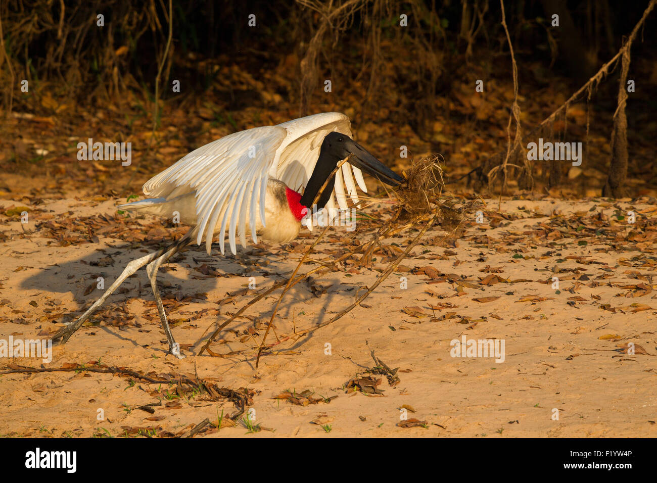 Jabiru stork pantanal brazil hi-res stock photography and images - Alamy