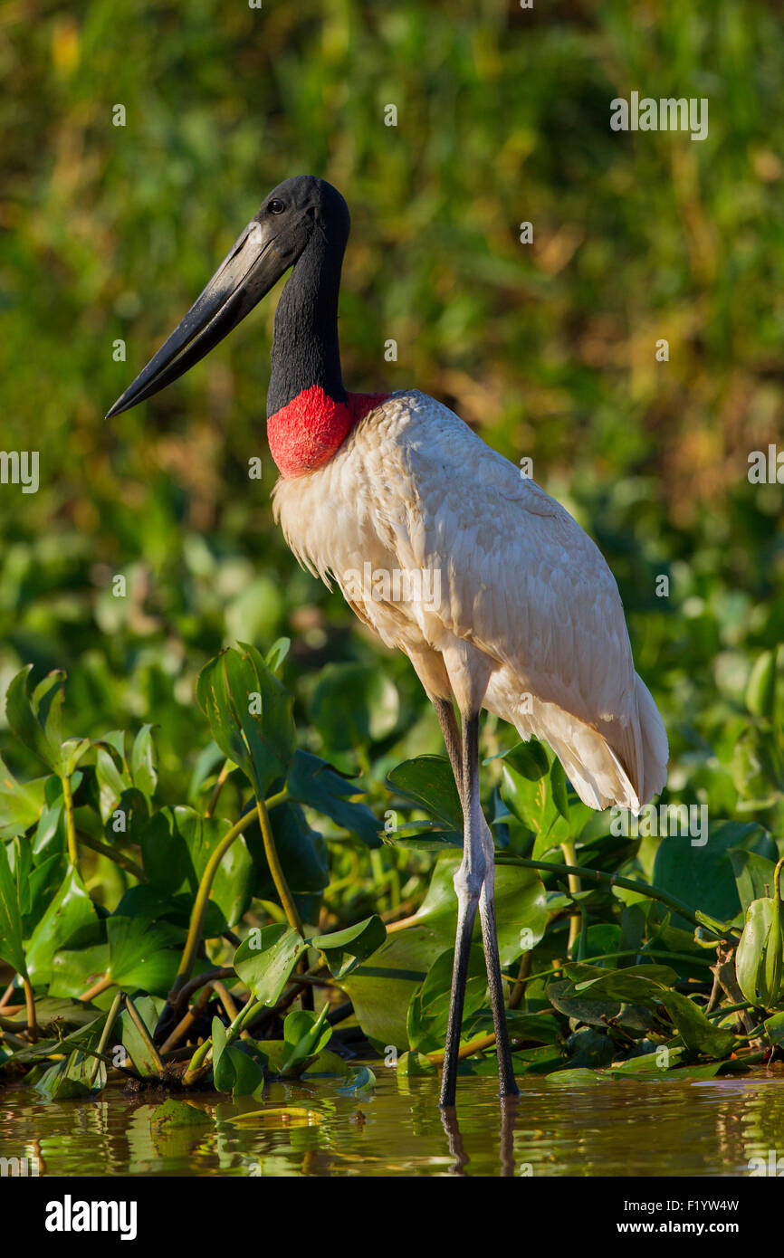 Jabiru Stork (Jabiru mycteria) Adult standing shallow water Pantanal ...