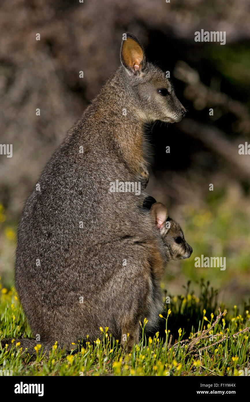 Tammar Wallaby (Macropus eugenii) Female joey pouch South Australia ...