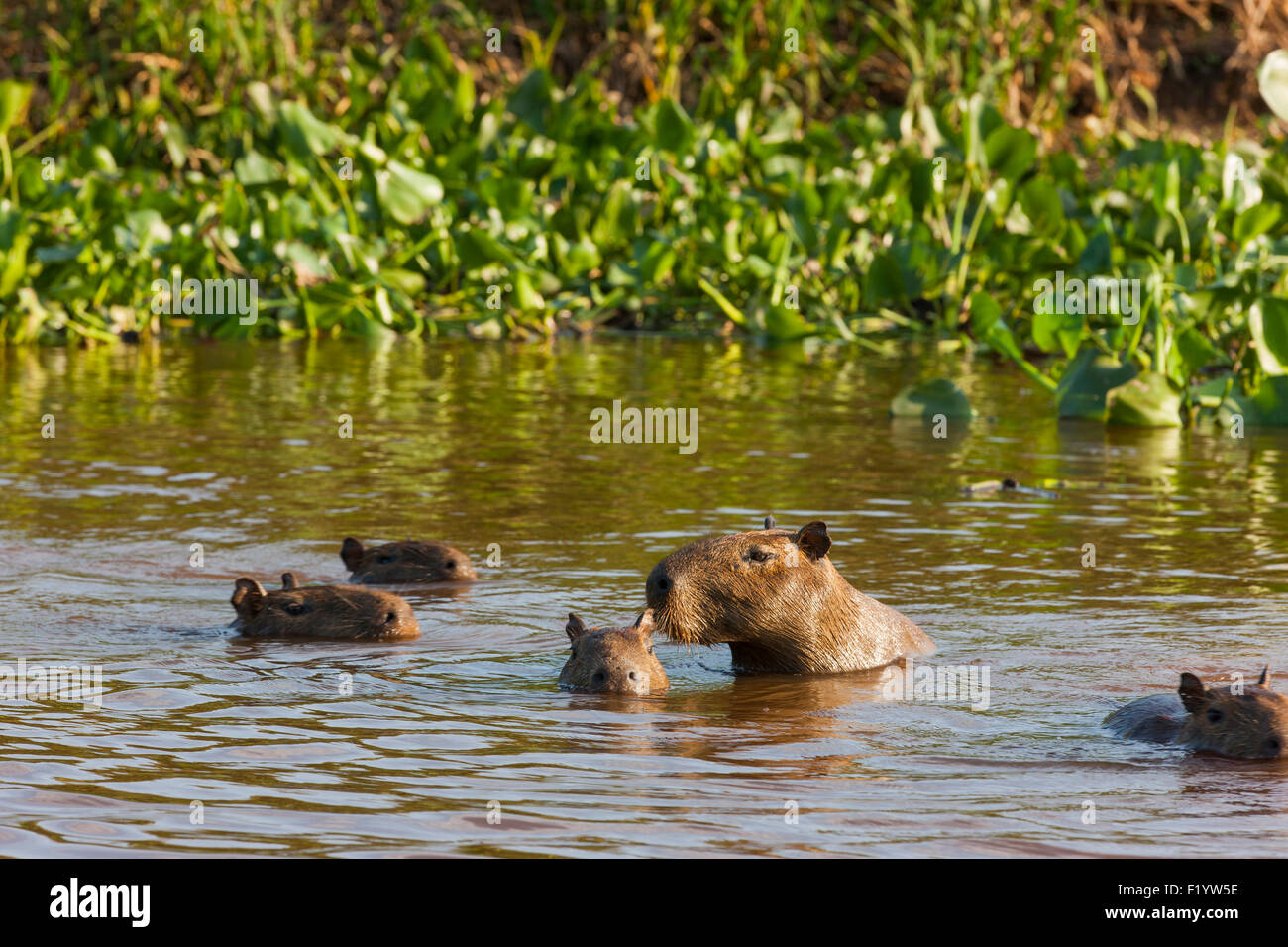 Capybara (Hydrochoerus hydrochaeris) Family swimming Pantanal Brazil ...